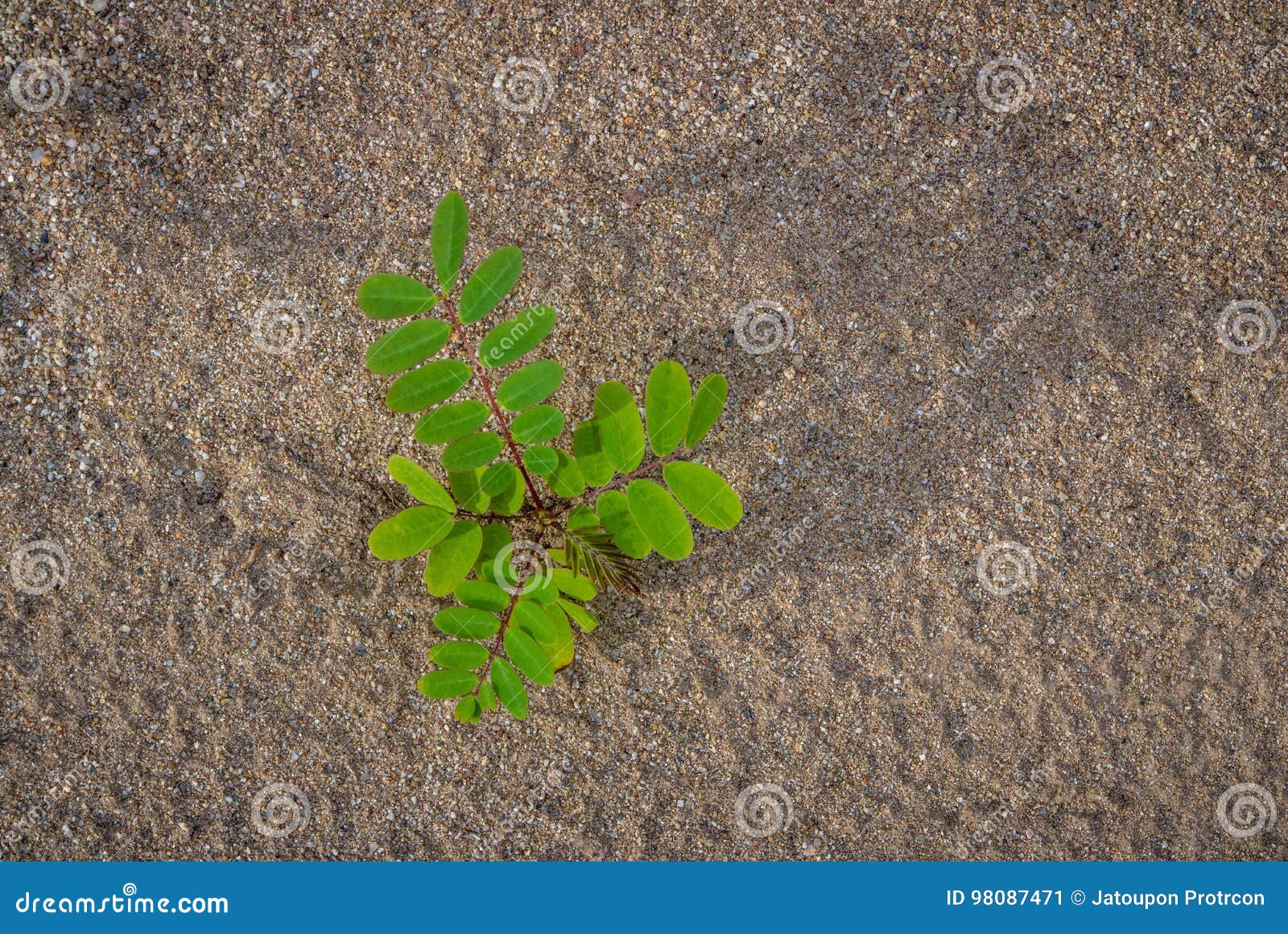 Bean plants on the sand1 stock image. Image of family - 98087471