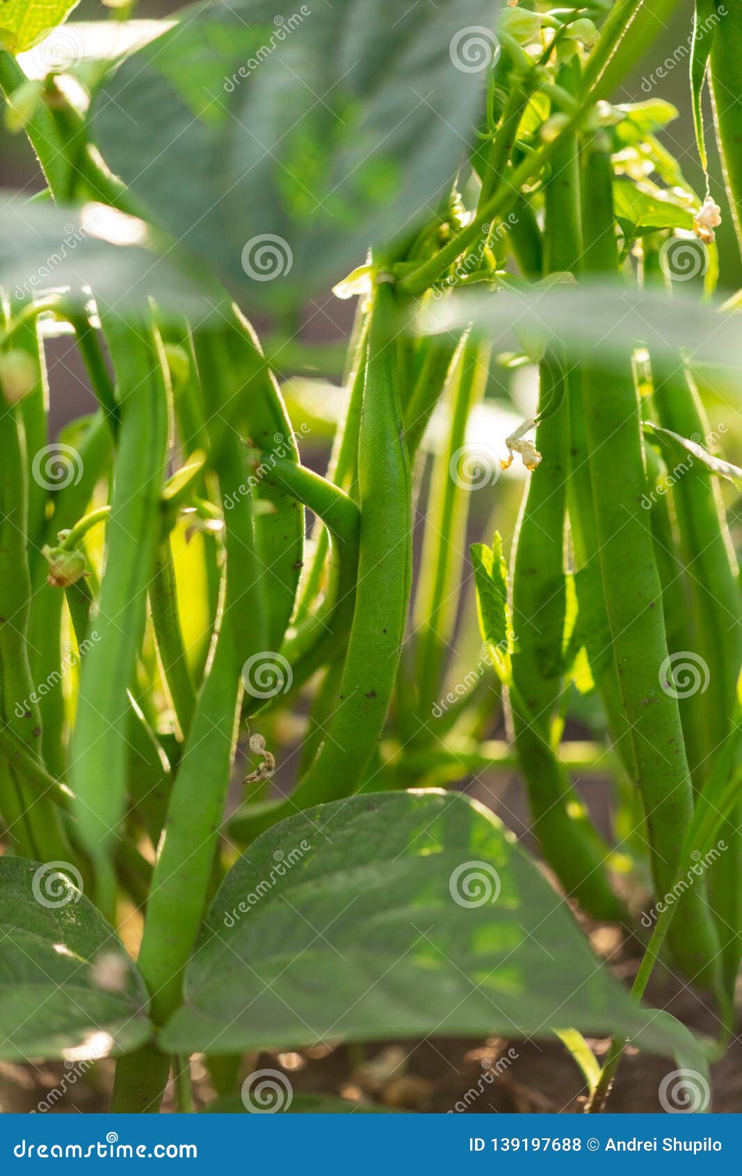 Bean Pod on a Bush in the Garden Stock Photo - Image of field ...