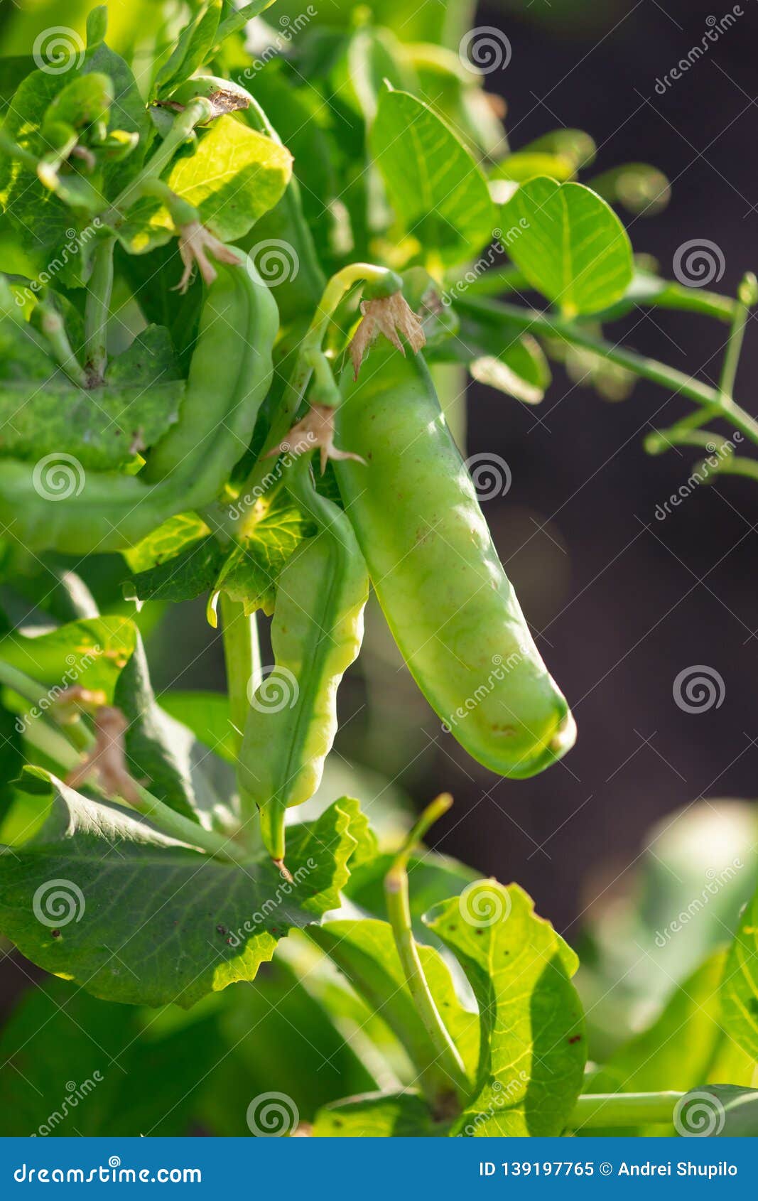 Bean Pod on a Bush in the Garden Stock Image - Image of leaf, ripe ...