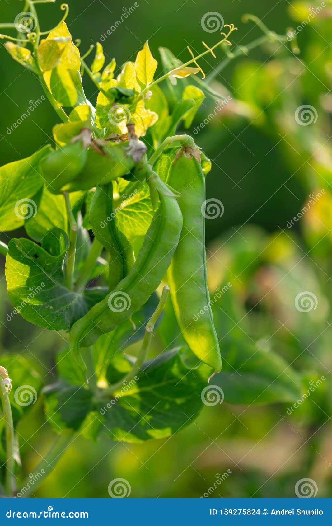 Bean Pod on a Bush in the Garden Stock Photo - Image of garden, young ...