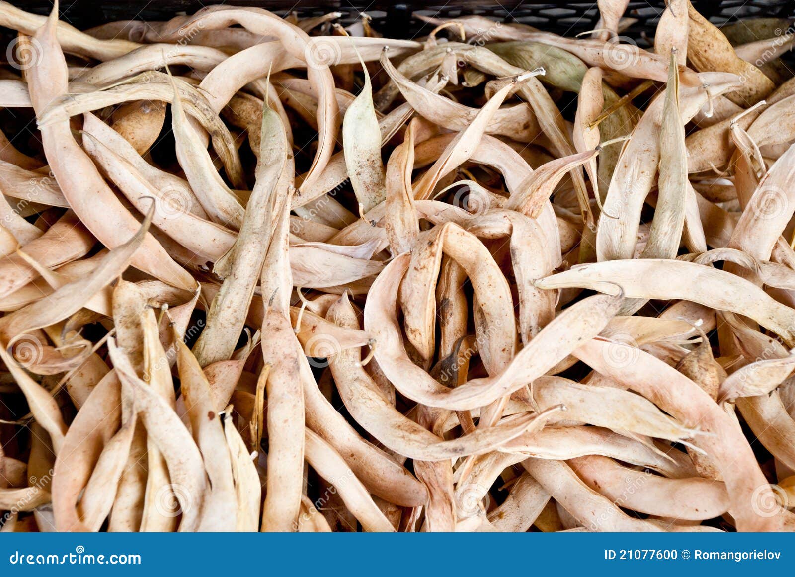Bean pods stock photo. Image of dirty, healthy, crop - 21077600