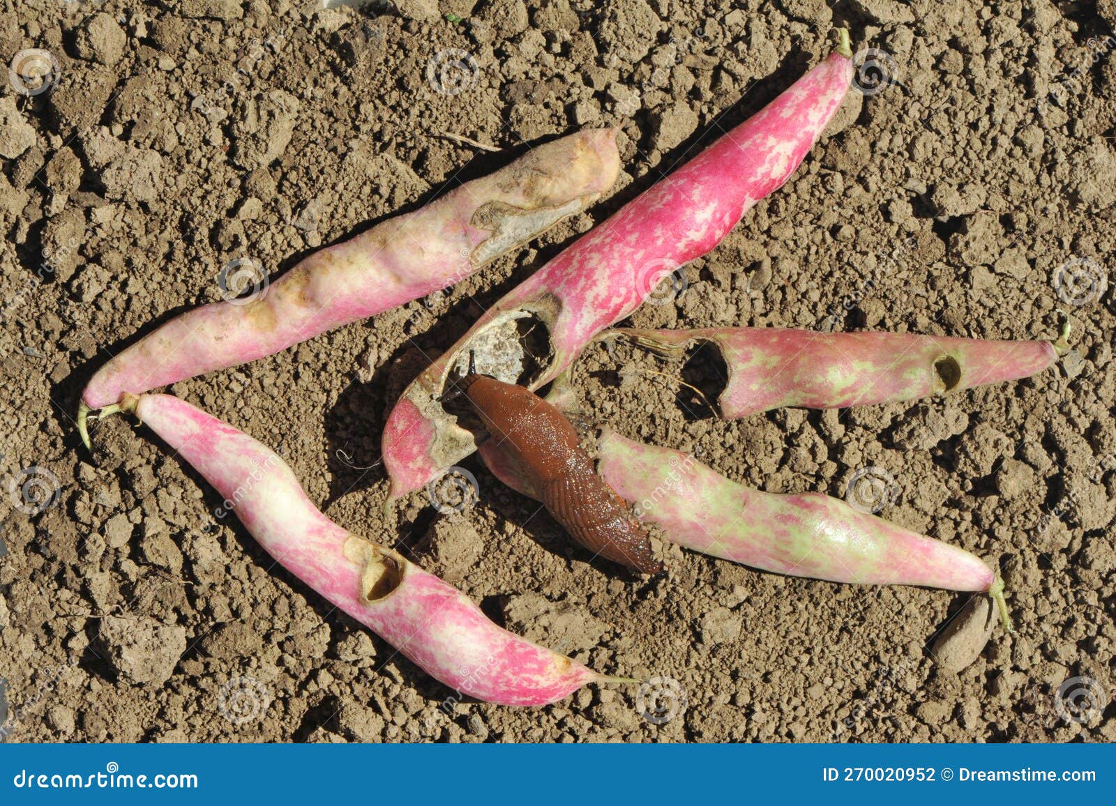 Bean Pods are Chewed by a Spanish Slug Stock Photo - Image of protein ...