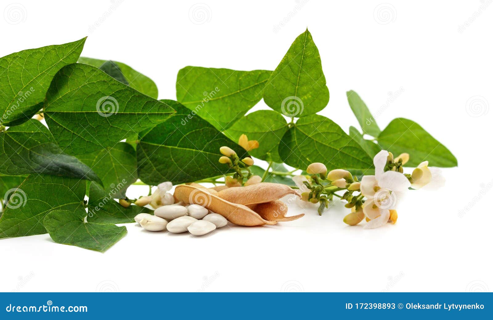Bean Pods with Flowers and Leaves Stock Image - Image of nutritious ...