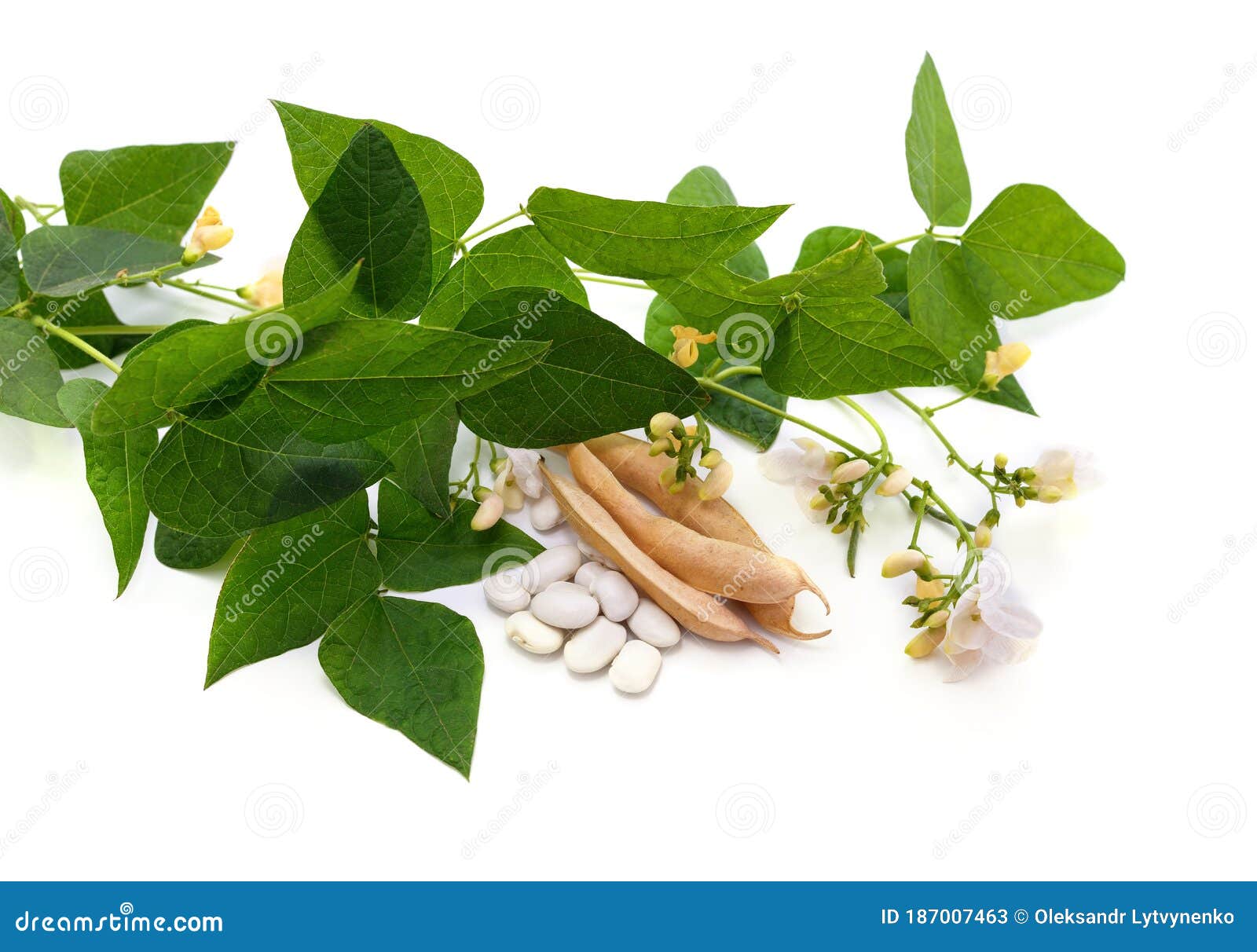 Bean Pods with Flowers and Leaves Stock Image - Image of legume, beans ...