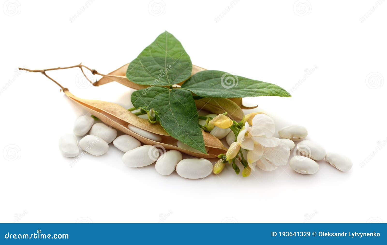 Bean Pods with Flowers and Leaves Stock Image - Image of beans, full ...