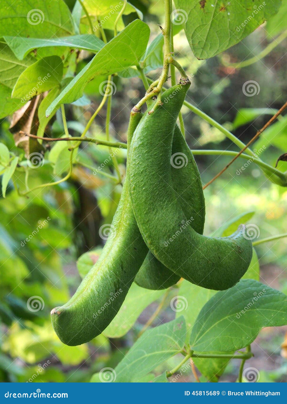 Bean Pods stock image. Image of legume, self, mature - 45815689