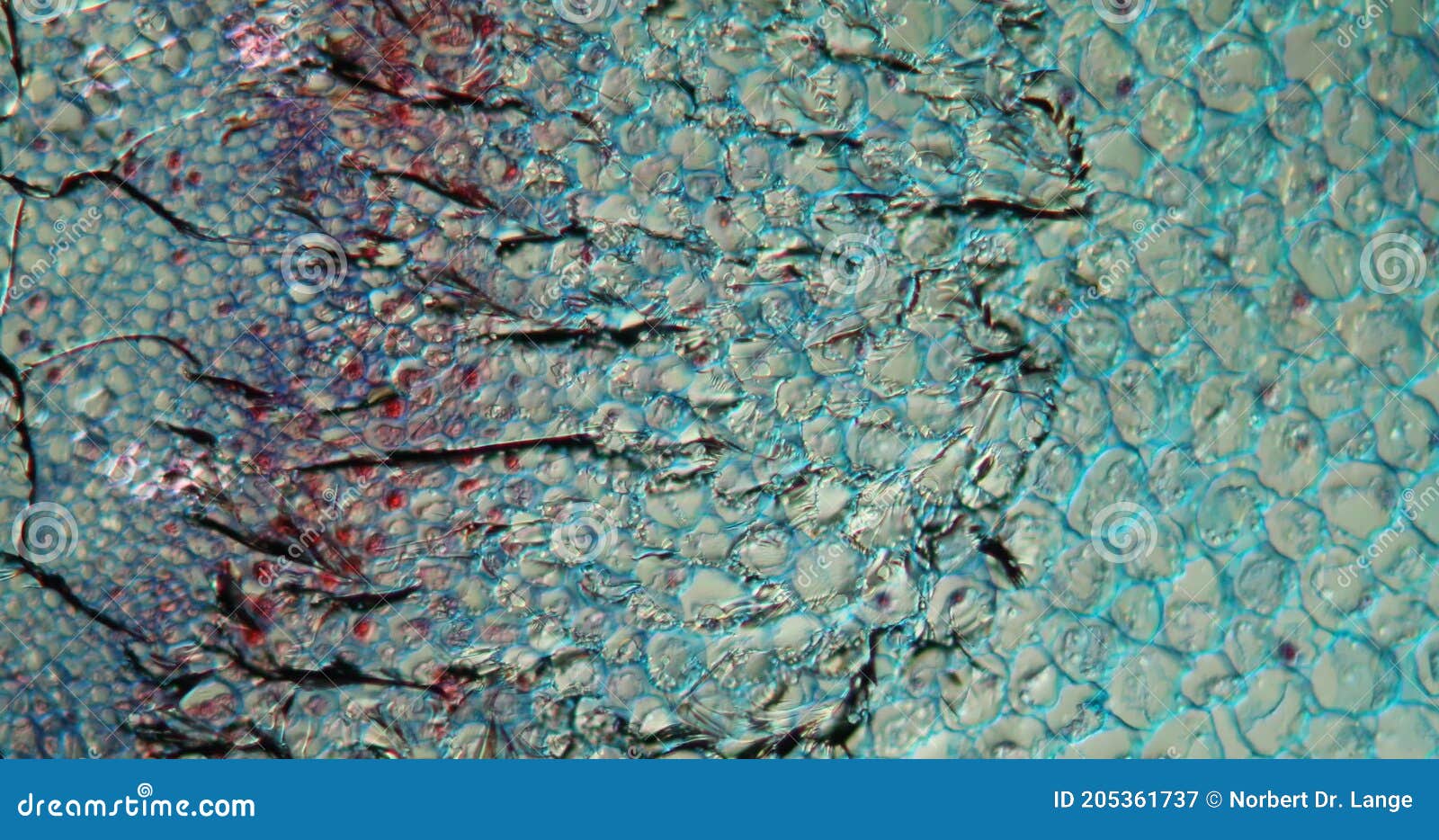 Bean root in cross section stock video. Video of secretion - 205361737