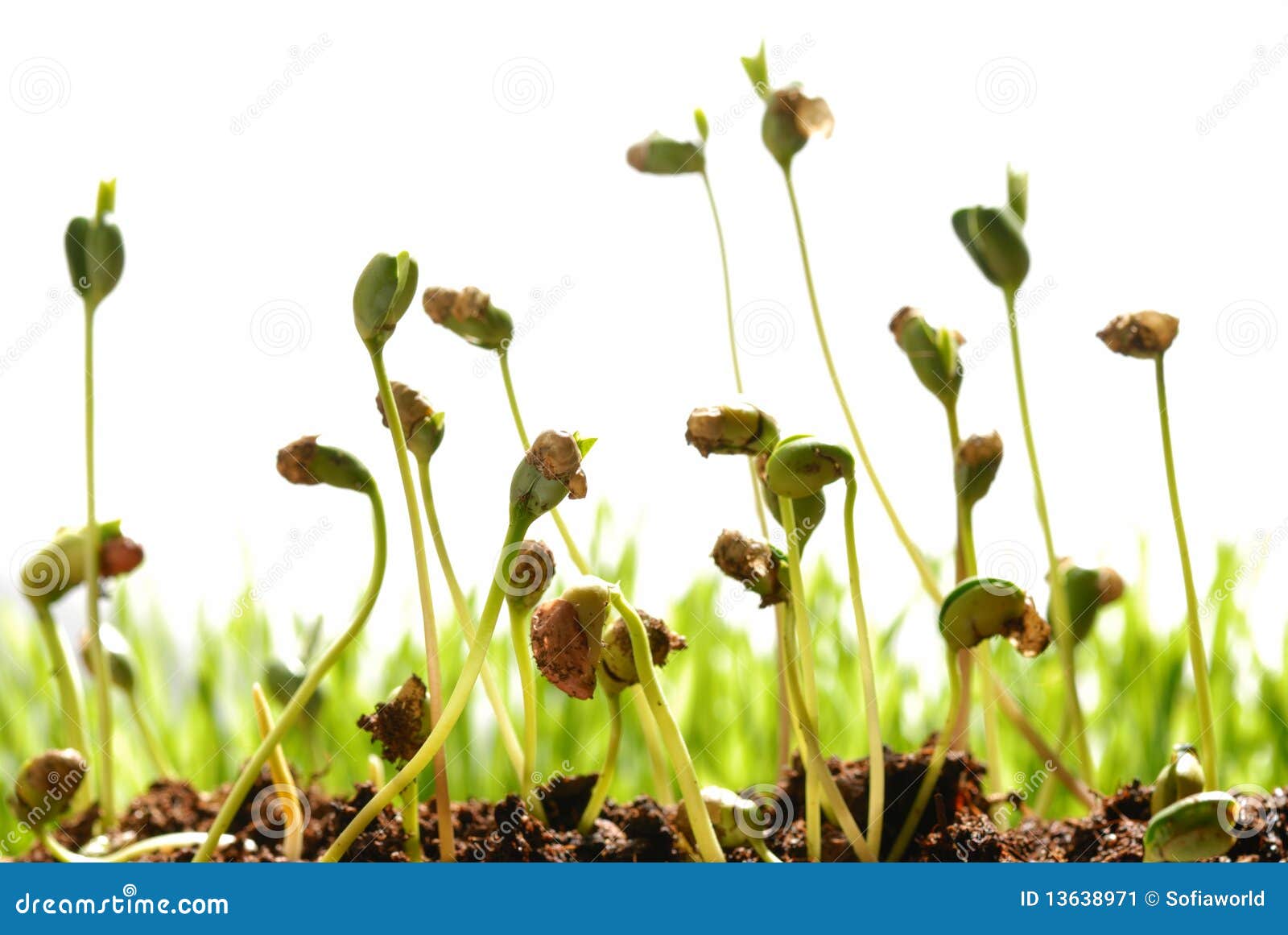 Bean Seed Germination Stock Image - Image: 13638971