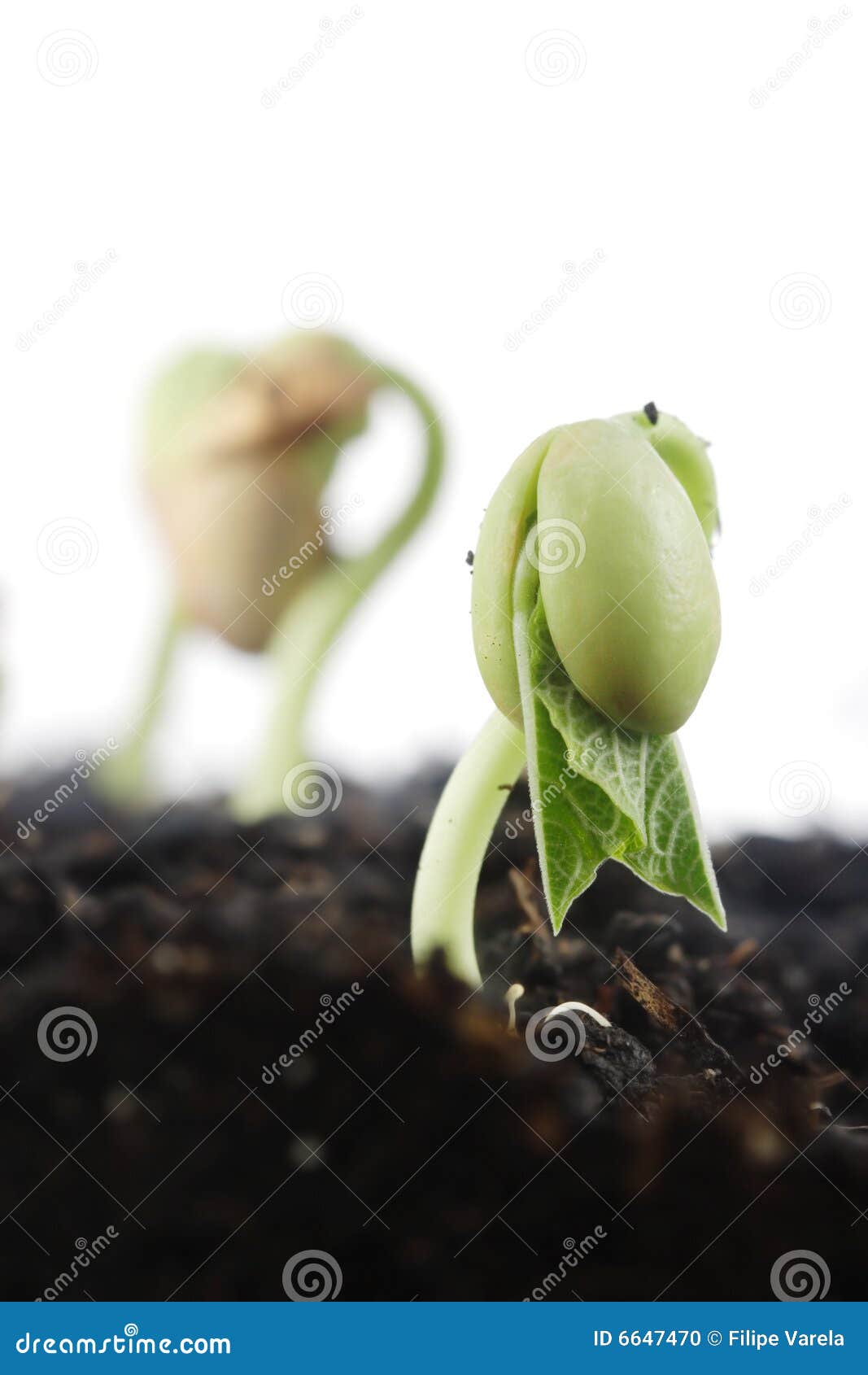 Bean seed germination stock photo. Image of root, renewal - 6647470