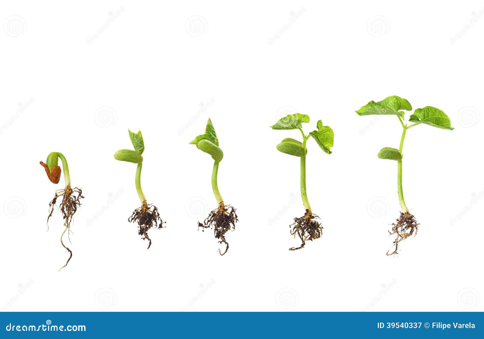 Seed Germination Vector Illustration | CartoonDealer.com #89479522 Seed Germination Vector Illustration | CartoonDealer.com #89479522