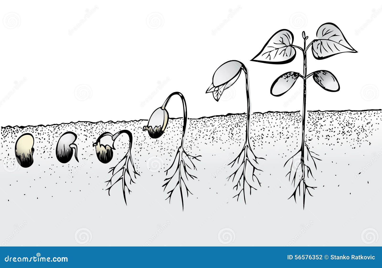 Seed Germination Cross Section Vector Illustration In Stages. Hypogeal ...