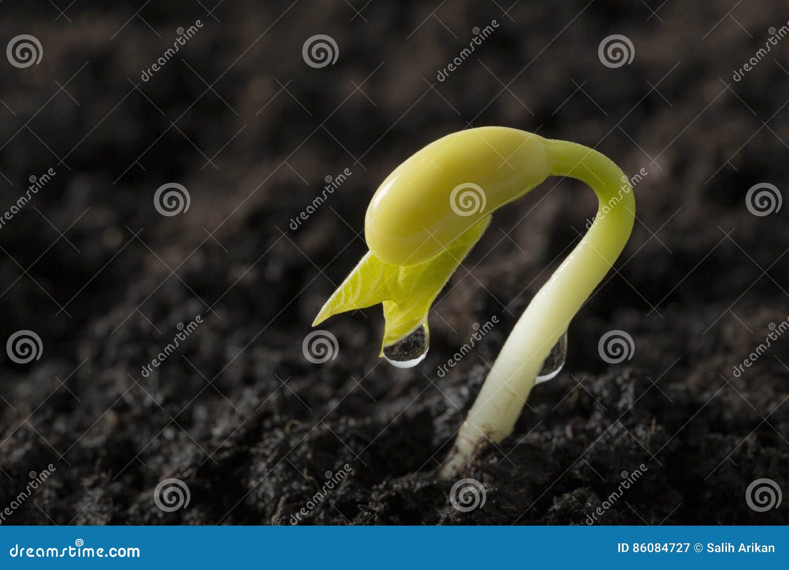 Bean Seed Growing Out from Soil Stock Image - Image of organic ...