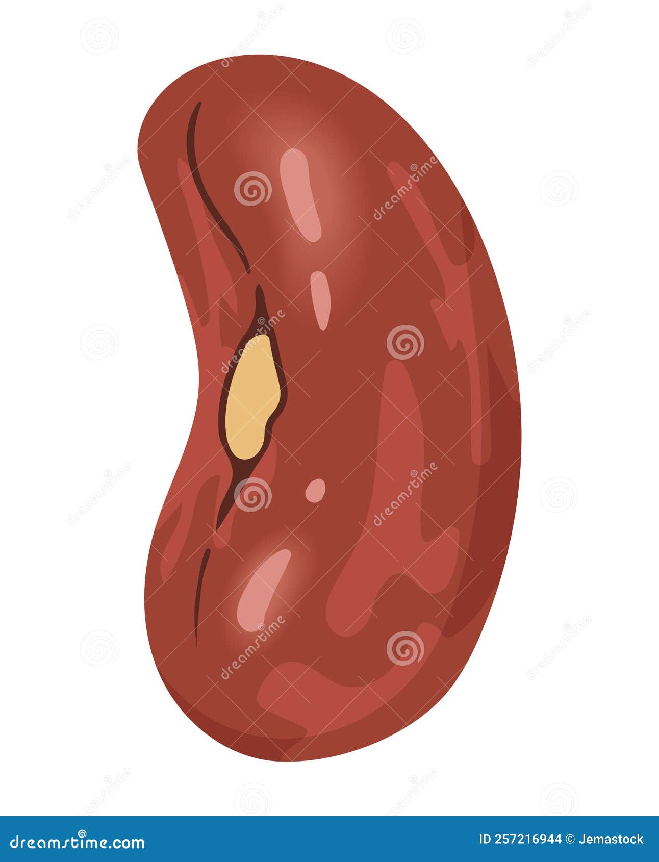 Bean Seed Structure Dicot Vector Illustration | CartoonDealer.com ...