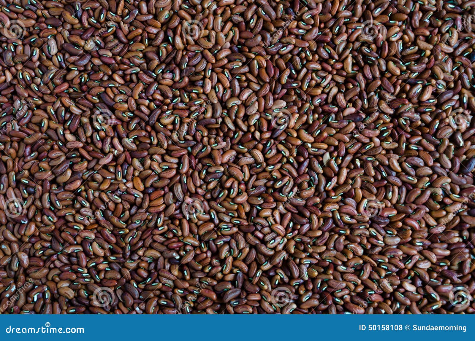 Seed Texture Stock Photography | CartoonDealer.com #5455100