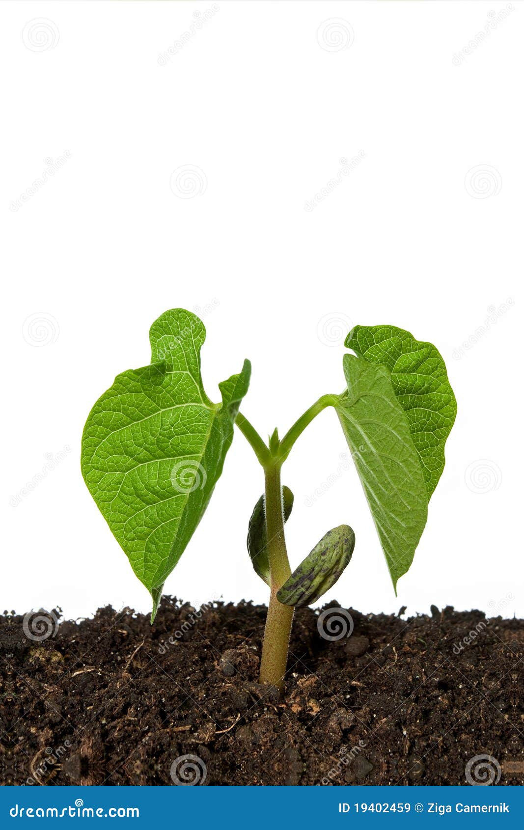 Bean seedling stock image. Image of grow, ecology, green - 19402459