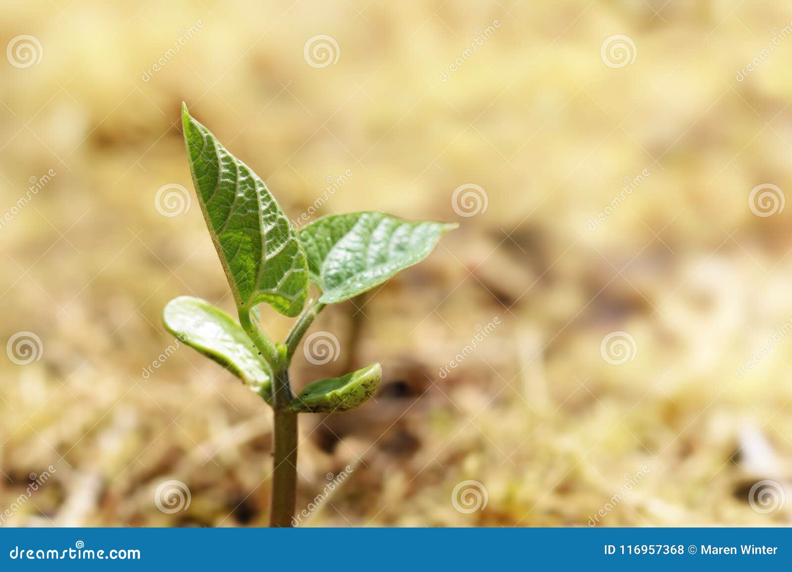 Bean Seedling in a Mulched Vegetable Patch, Concept for Growth a Stock ...