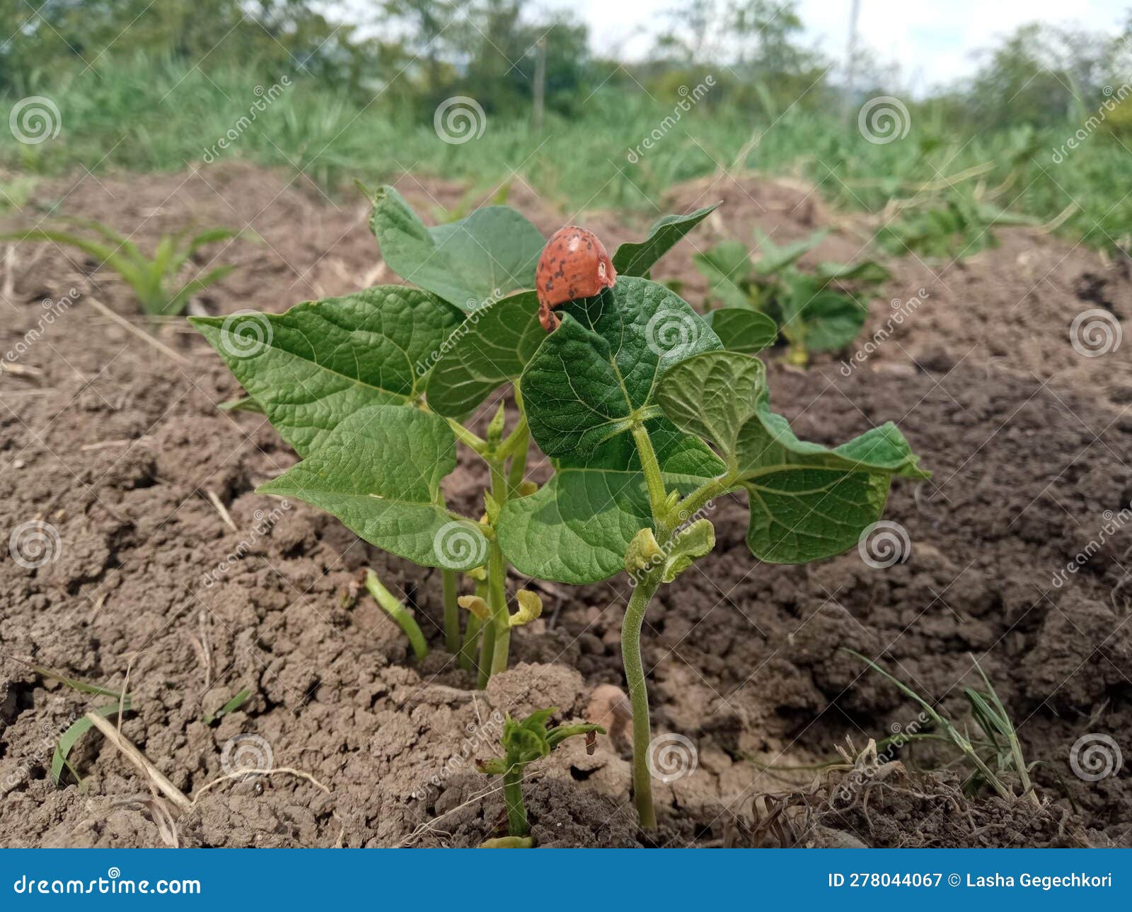 Bean Seedling, Stem Stay Cotyledon Stock Image - Image of young, plant ...