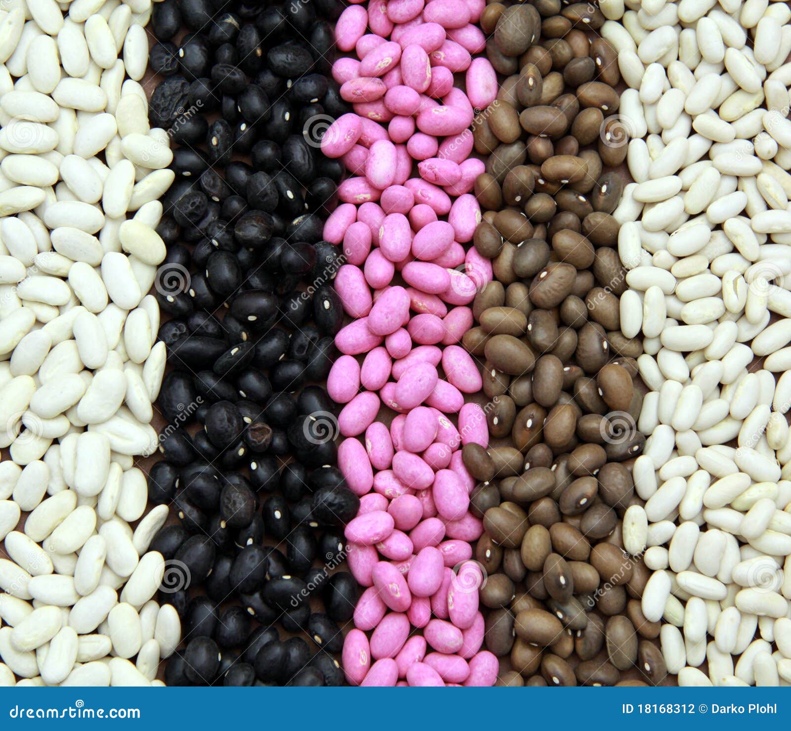 Bean seeds stock photo. Image of coated, genetics, species - 18168312