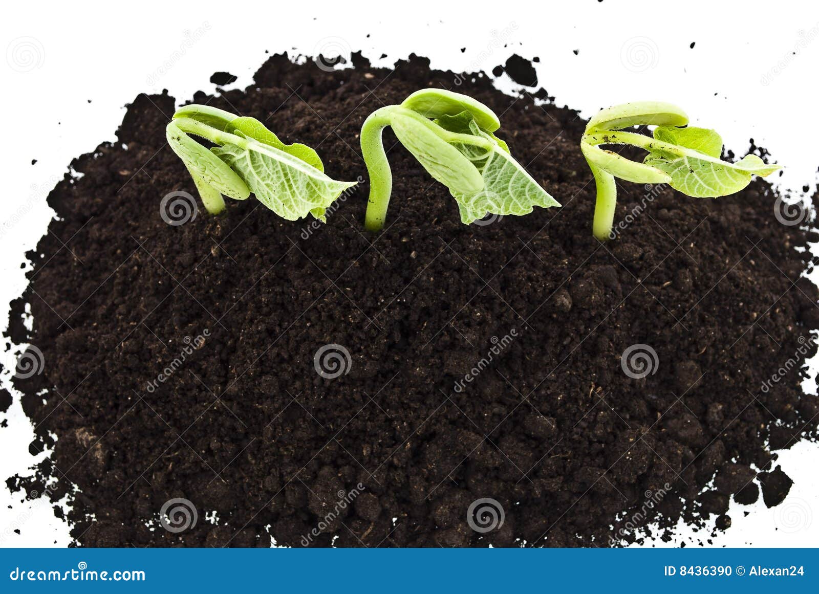 Bean Seeds Germinating Shot Stock Photo - Image of sprout, green: 8436390