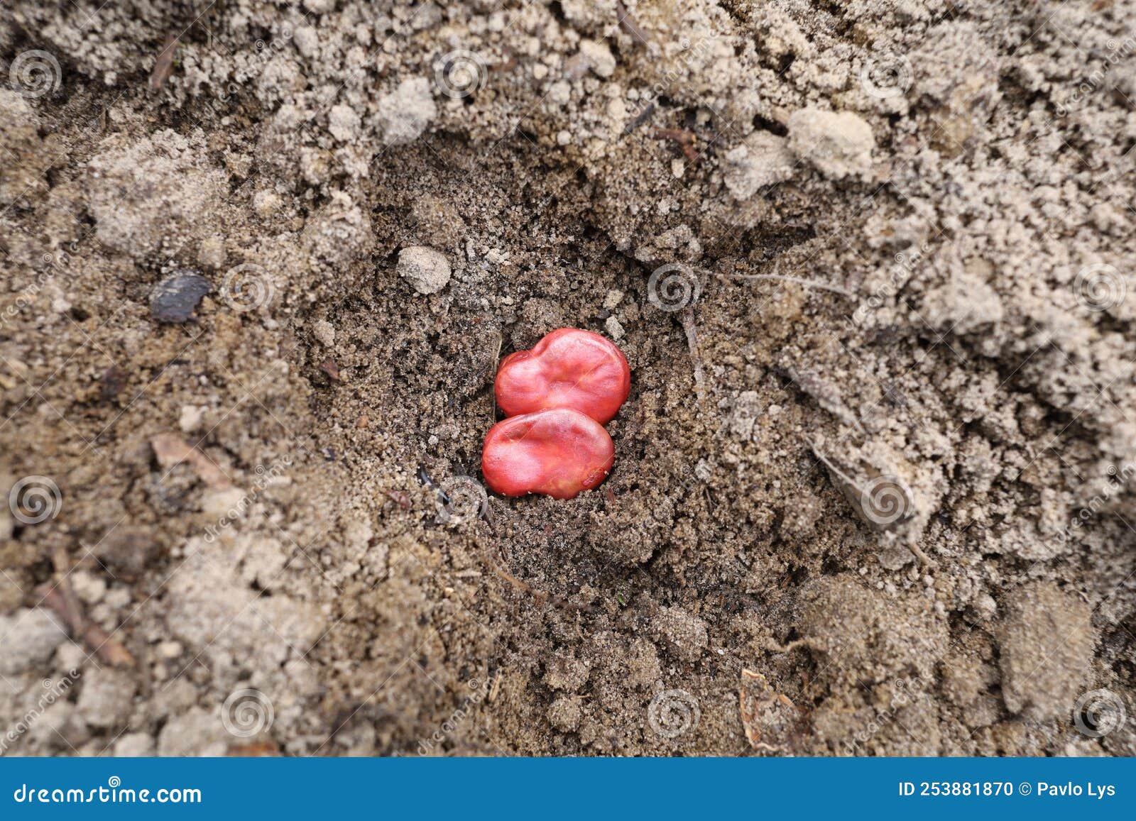 Bean Seeds for Planting in the Pit Stock Photo - Image of growth, bean ...