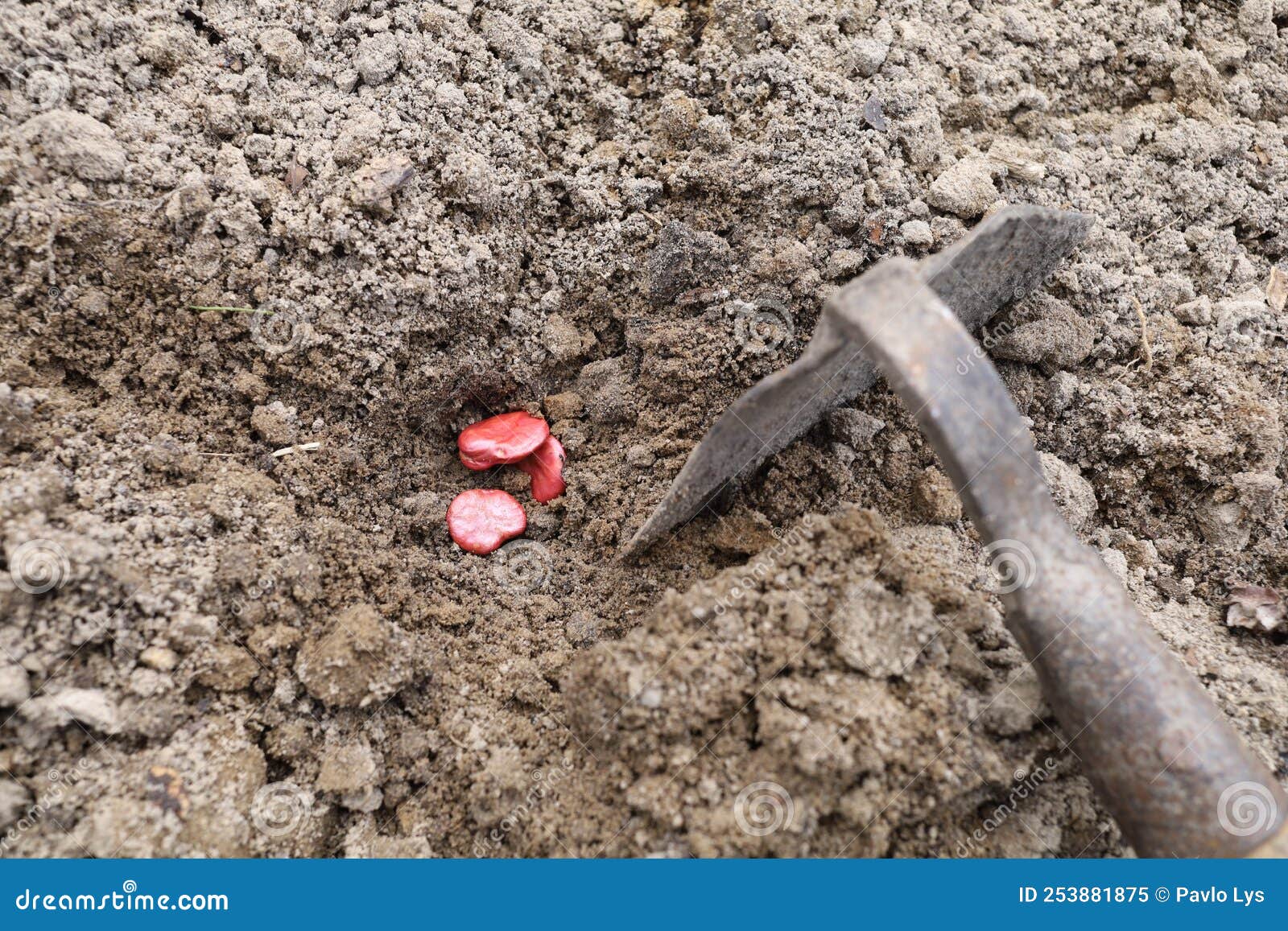 Bean Seeds for Planting in the Pit Stock Image - Image of organic ...
