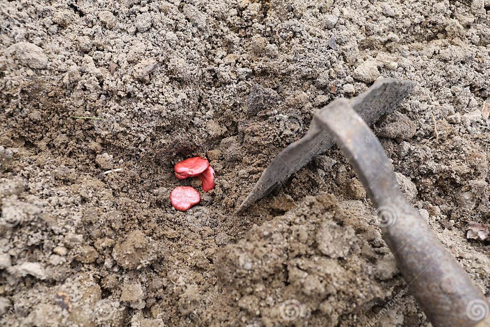 Bean Seeds for Planting in the Pit Stock Image - Image of organic ...
