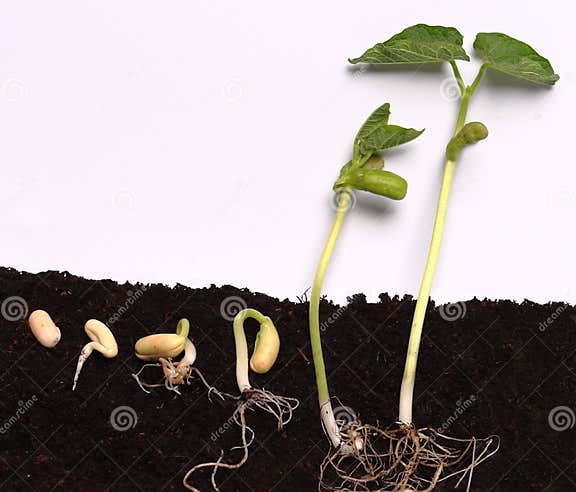 Sequence of Germination of the Sprout Stock Photo - Image of isolated ...