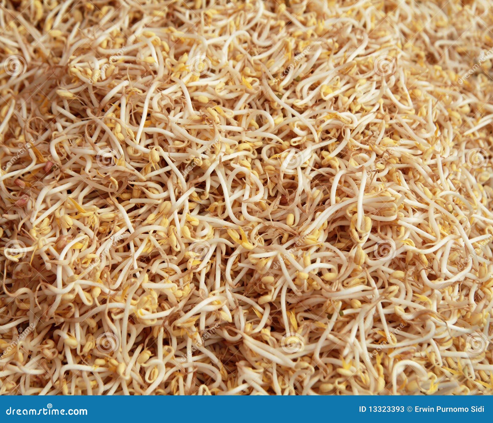 Bean sprout stock image. Image of photograph, bean, ingredient - 13323393