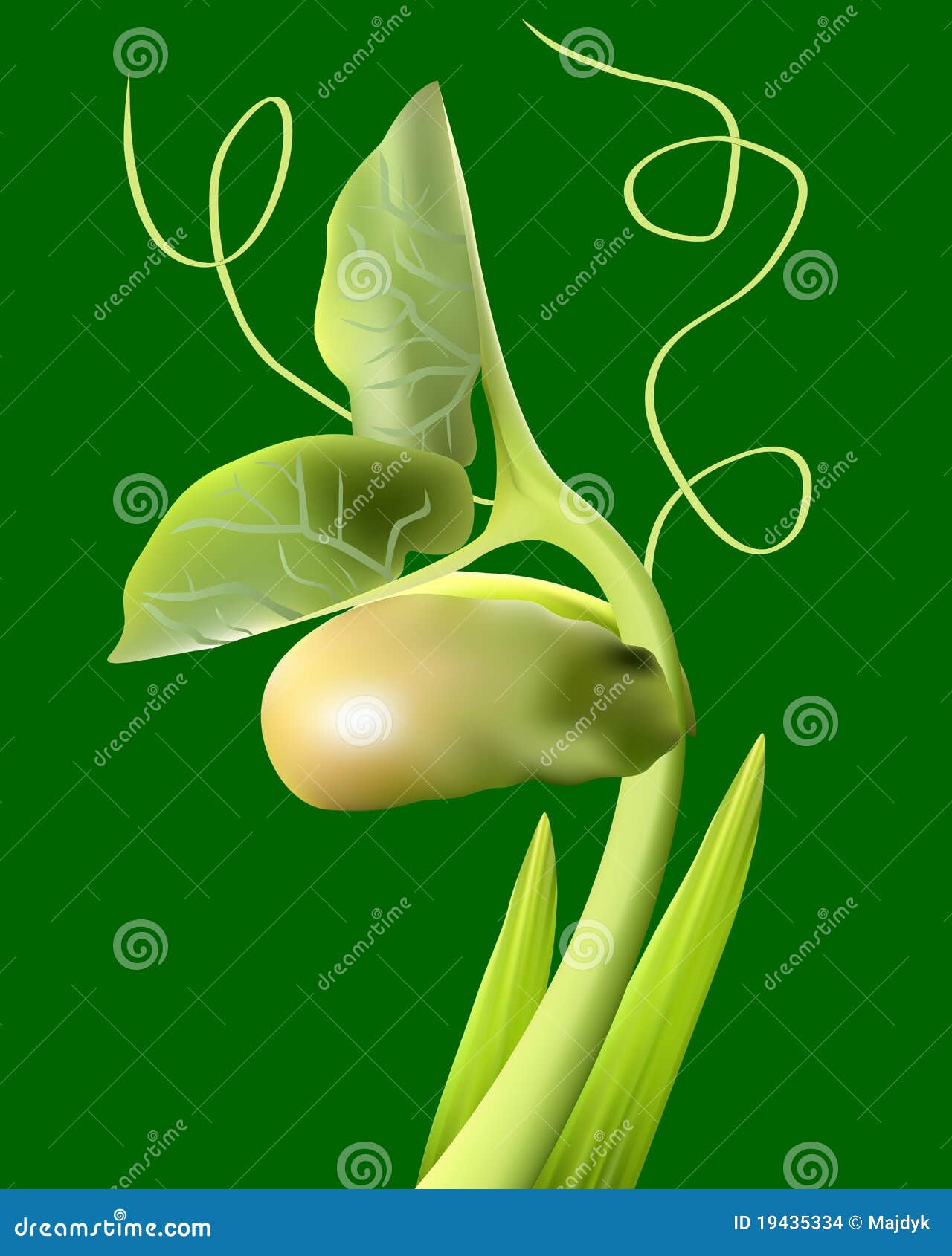Bean Sprout Seeds Germination Process Steps Plant Life To Unfold Leaves ...