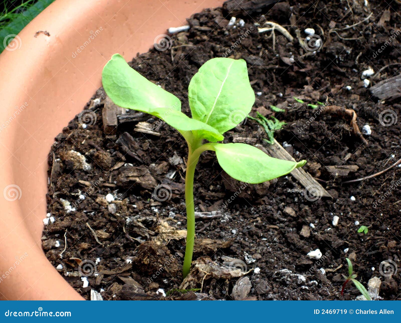 Bean sprout stock image. Image of beansprout, sprout, bean - 2469719