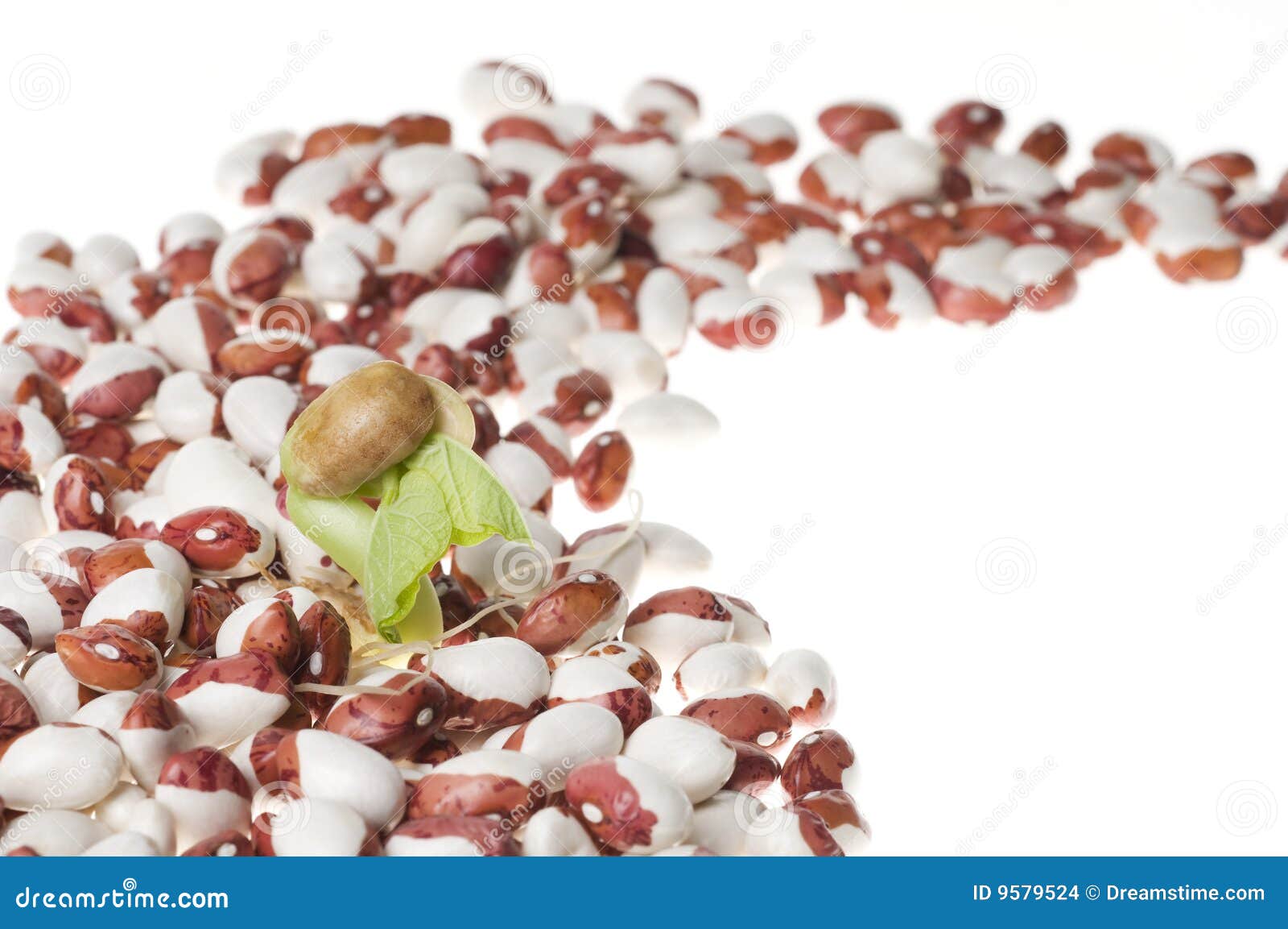 Bean sprout stock photo. Image of vegetable, ripe, single - 9579524