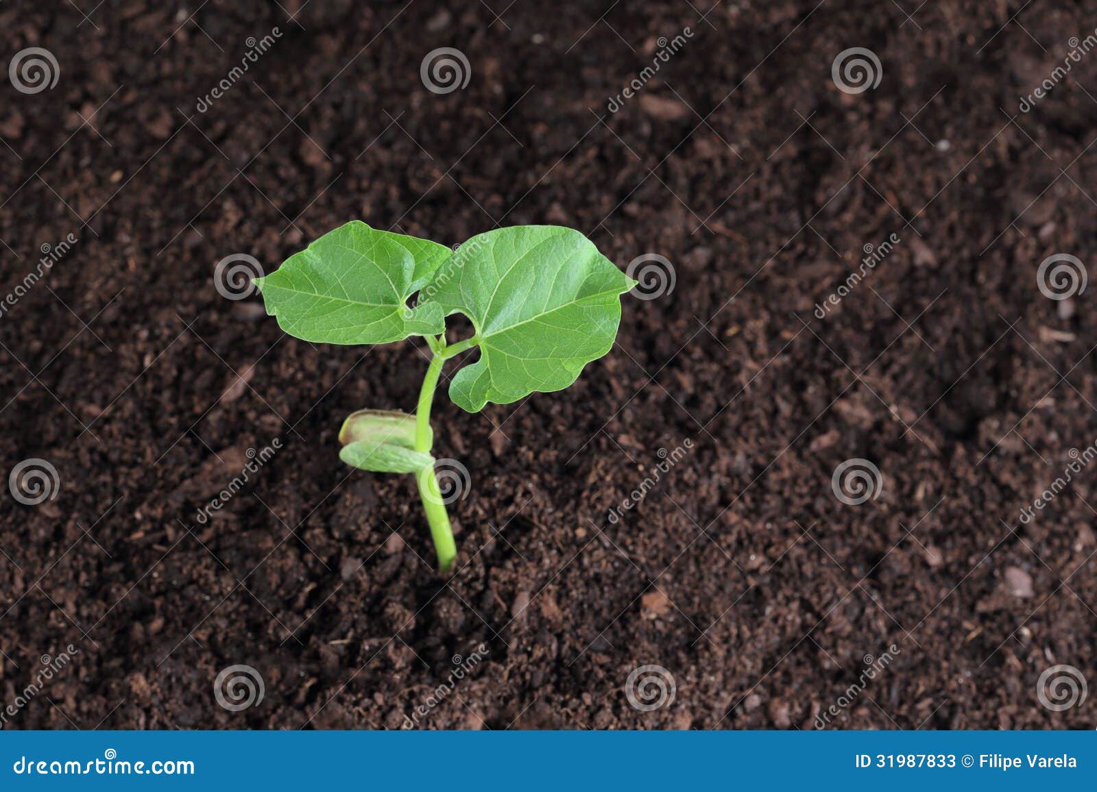 Bean sprout in soil stock image. Image of isolated, leaf - 31987833