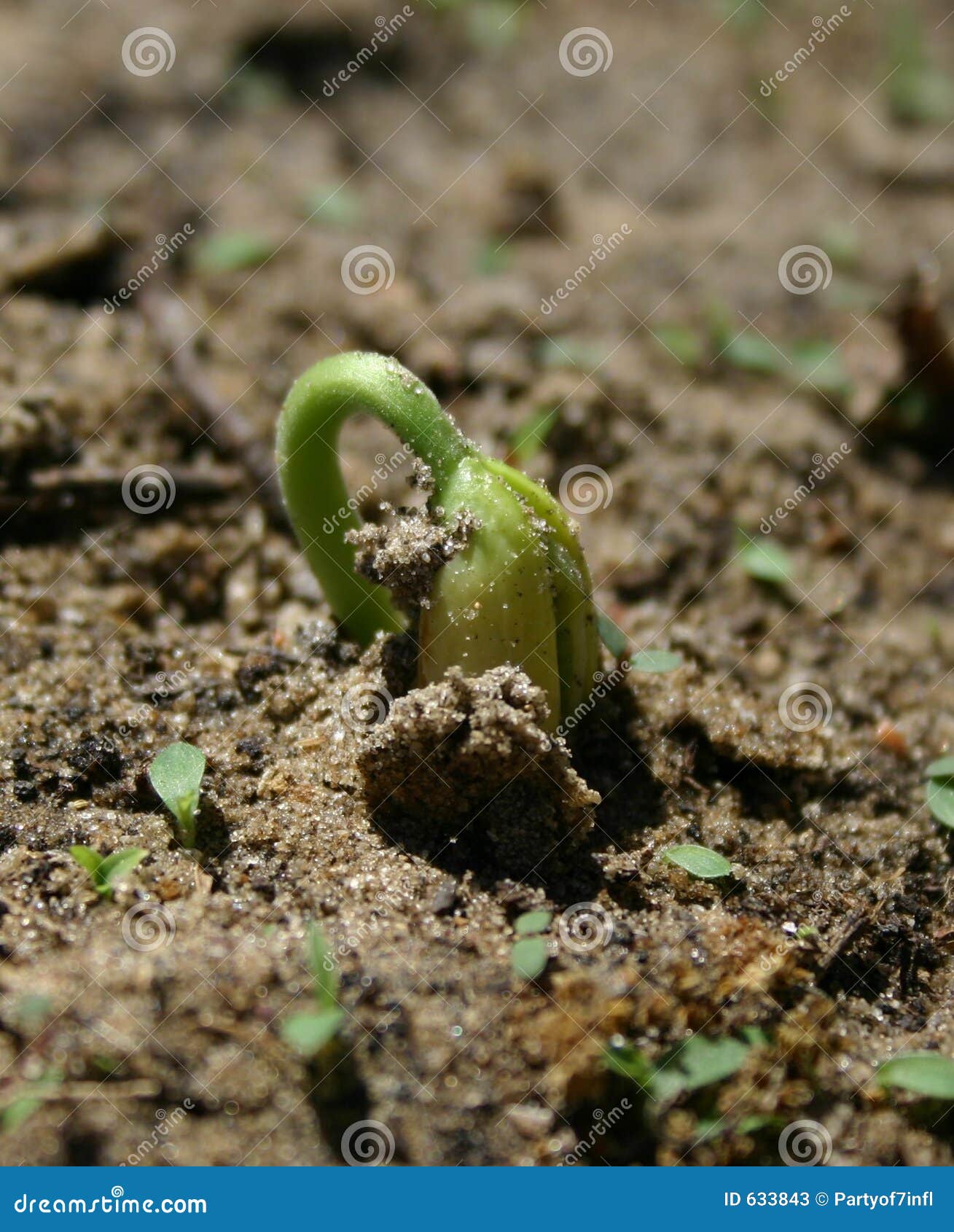 Bean sprout stage 1 stock image. Image of spring, green - 633843