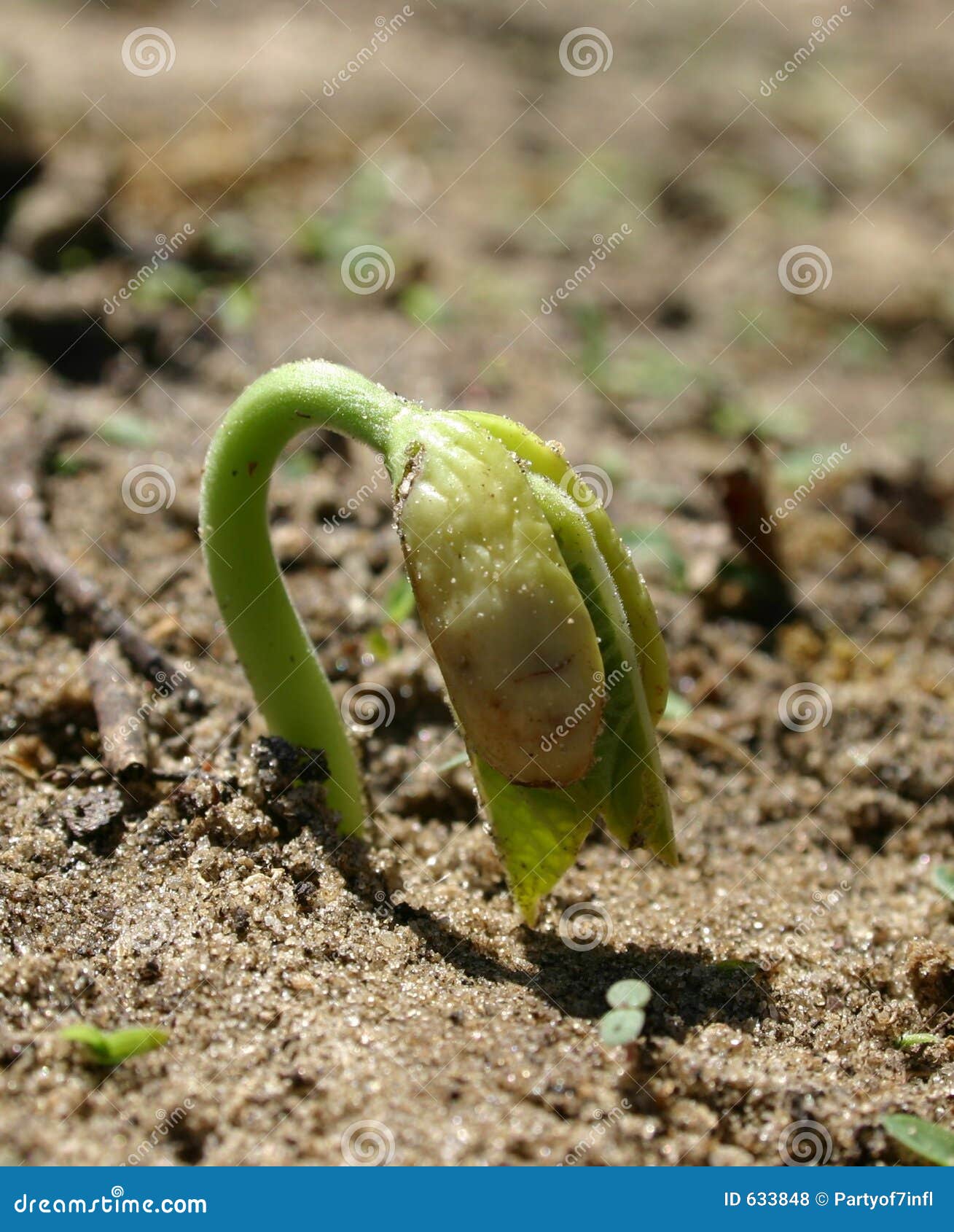 Bean sprout stage 2 stock photo. Image of sprout, green - 633848