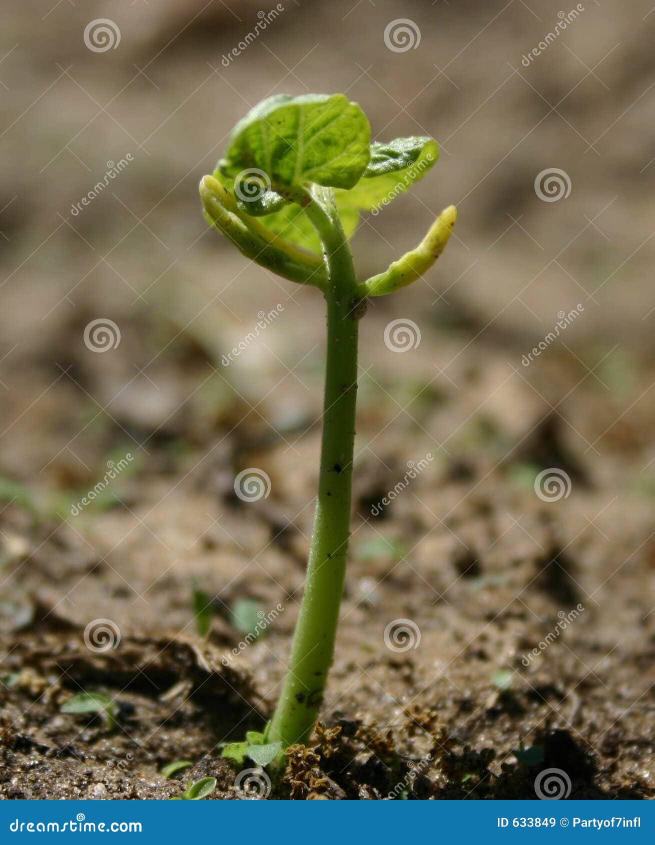 Bean Sprout Stage 3 Royalty-Free Stock Photo | CartoonDealer.com #633849
