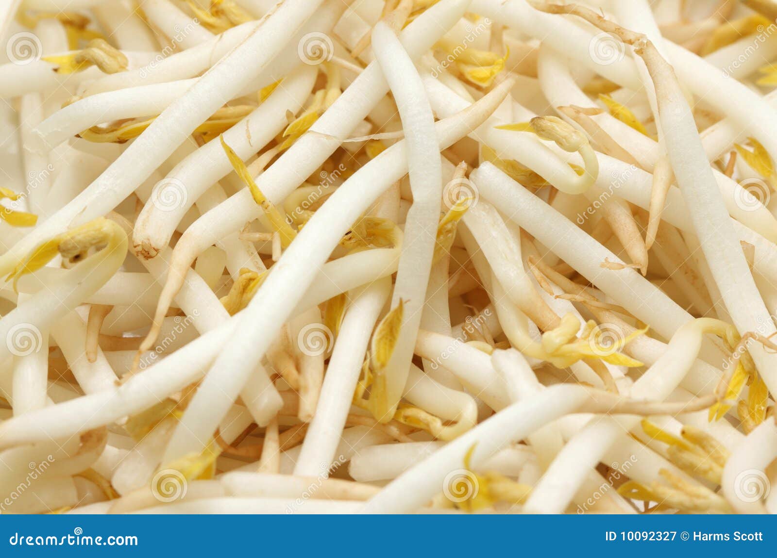 Bean sprouts stock image. Image of isolated, healthy - 10092327