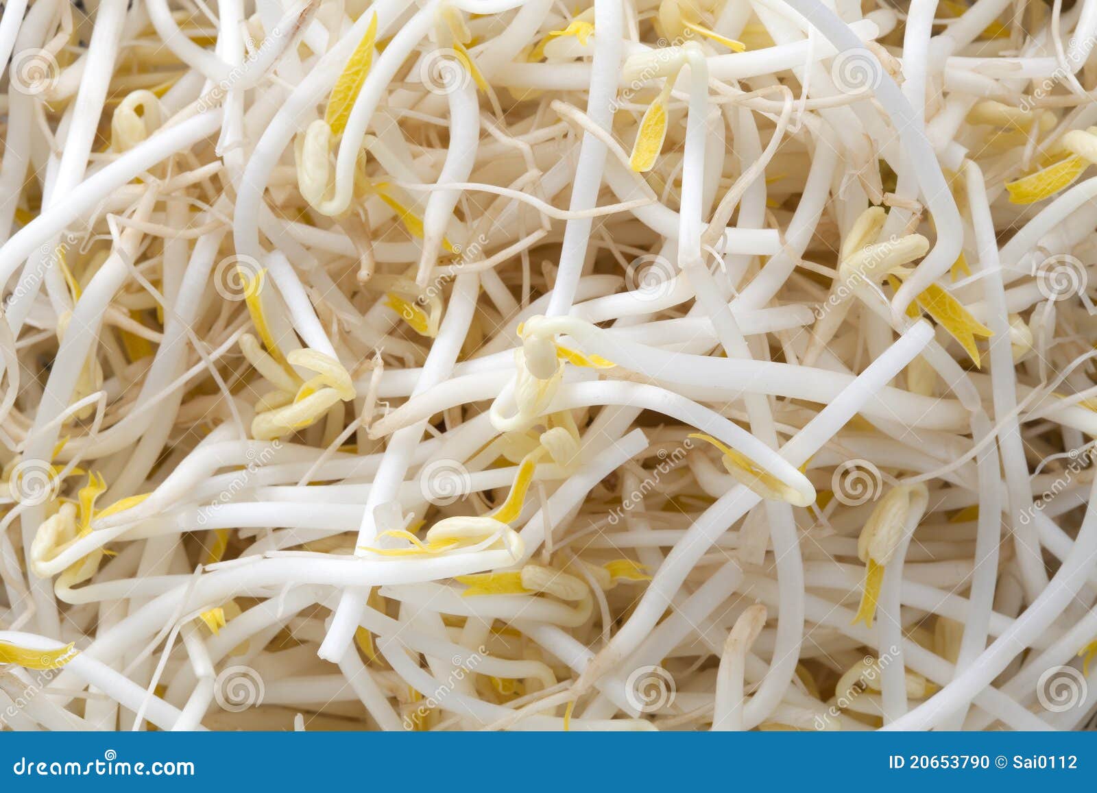 Bean Sprouts stock photo. Image of peas, start, soybean - 20653790