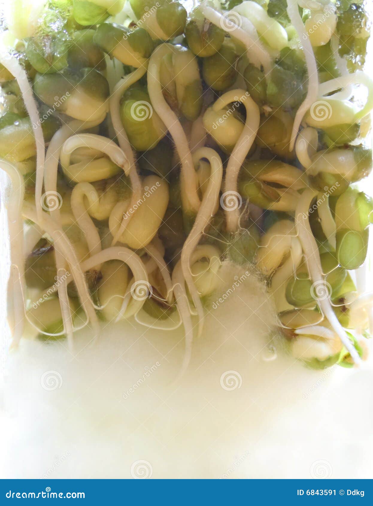 Bean sprouts stock image. Image of food, nature, macro - 6843591