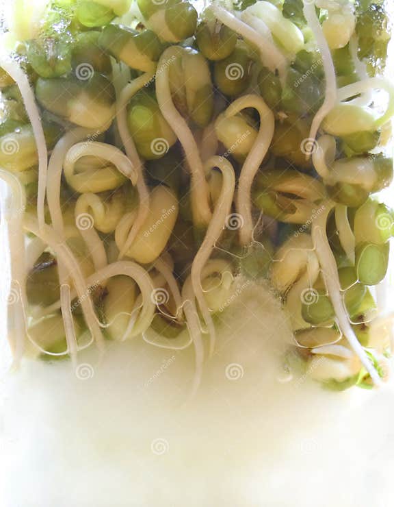Bean sprouts stock image. Image of food, nature, macro - 6843591