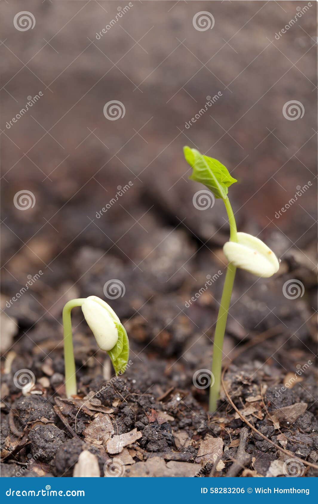 Bean Sprouts stock photo. Image of sapling, seedling - 58283206