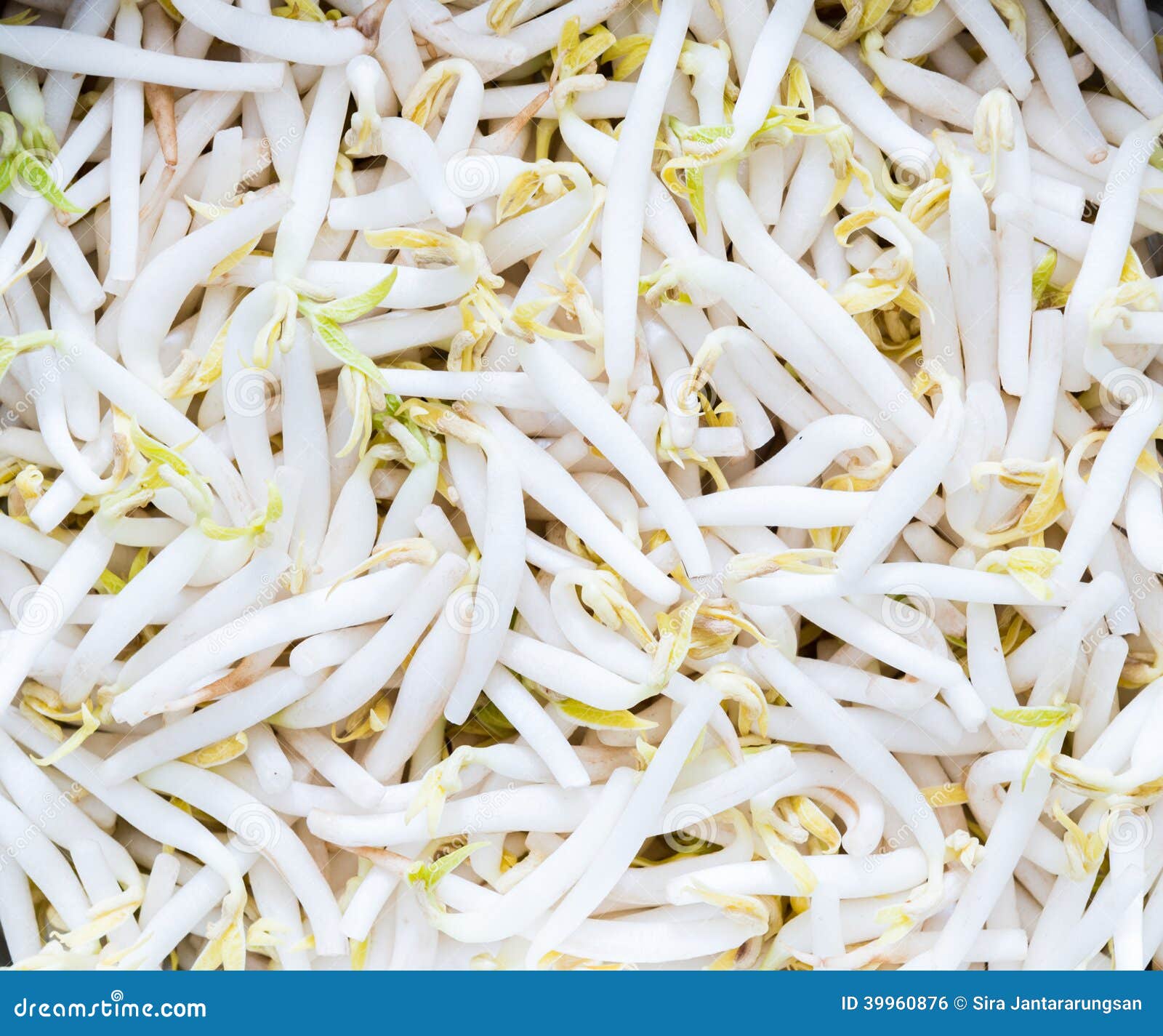 Bean Sprouts Closeup Background Stock Photo - Image of metal, asian ...