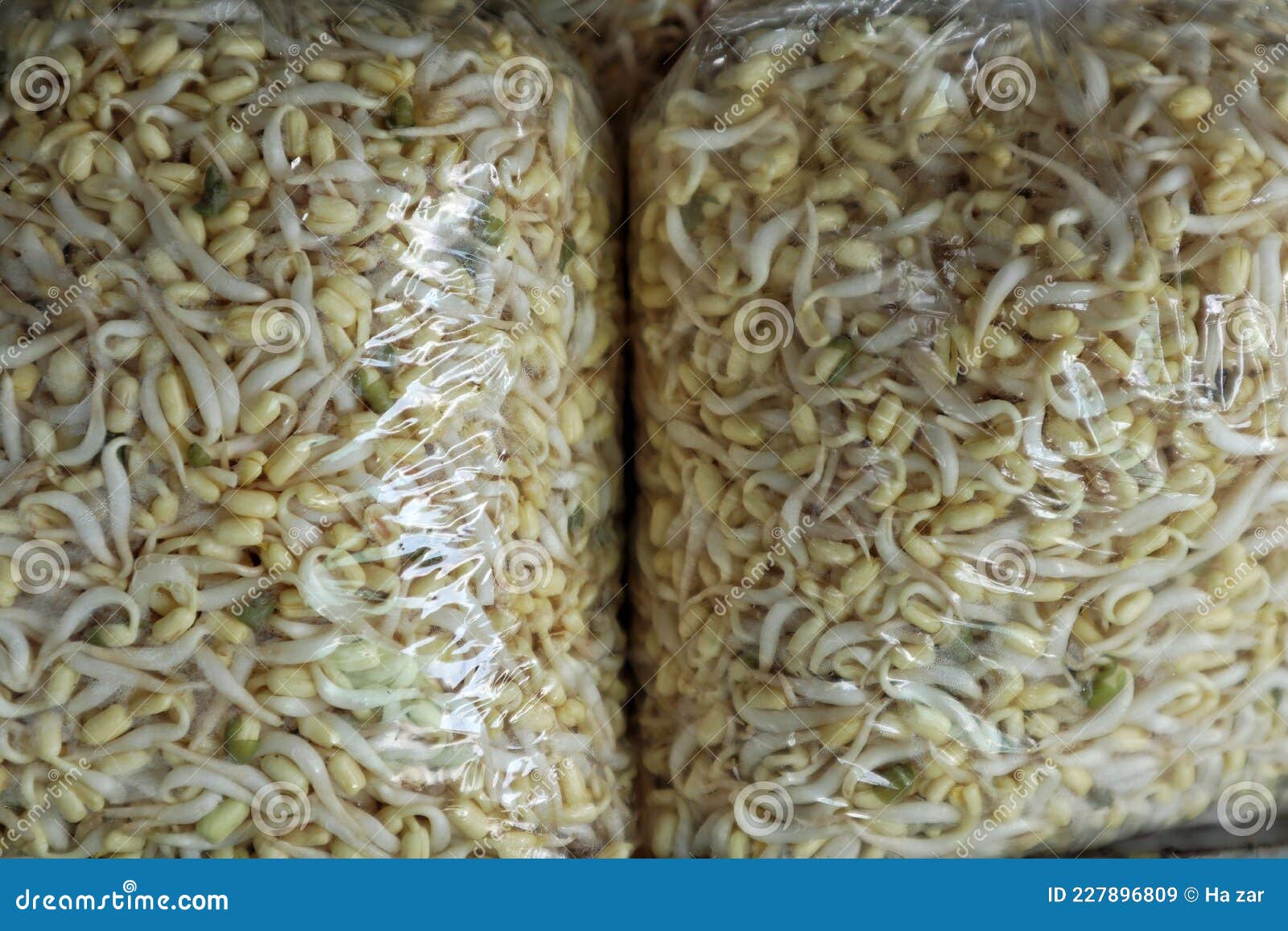 Bean Sprouts that Have Been Packaged and Ready To Be Sold. Stock Image ...