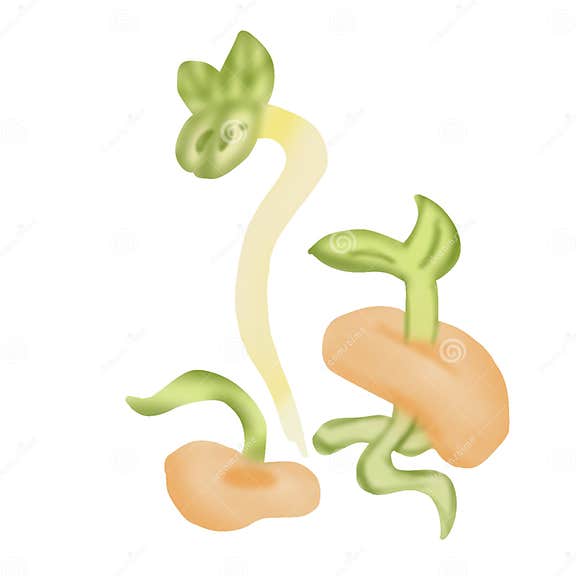 Bean sprouts illustrations stock illustration. Illustration of food ...