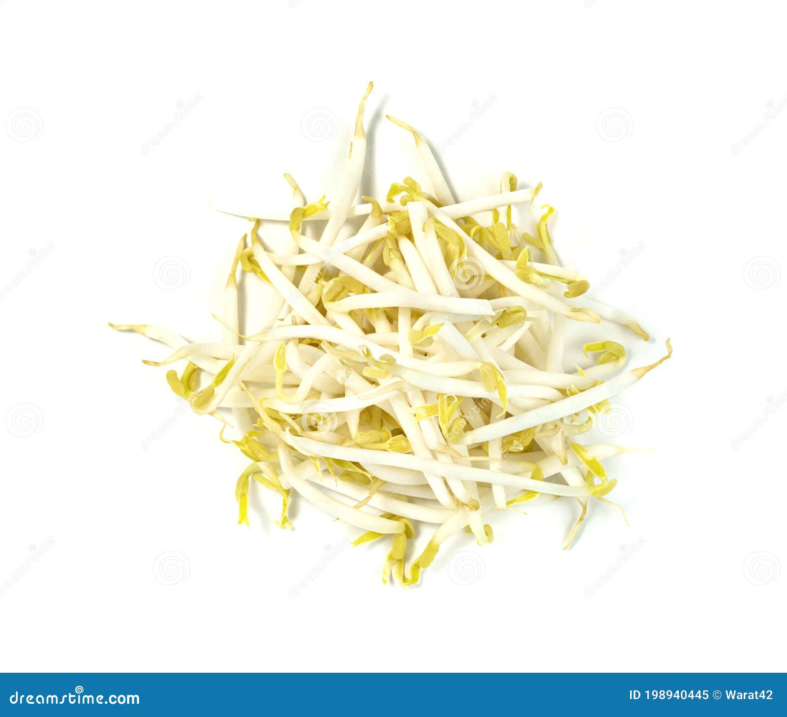 Bean Sprouts Isolated on White Background Stock Image - Image of ...