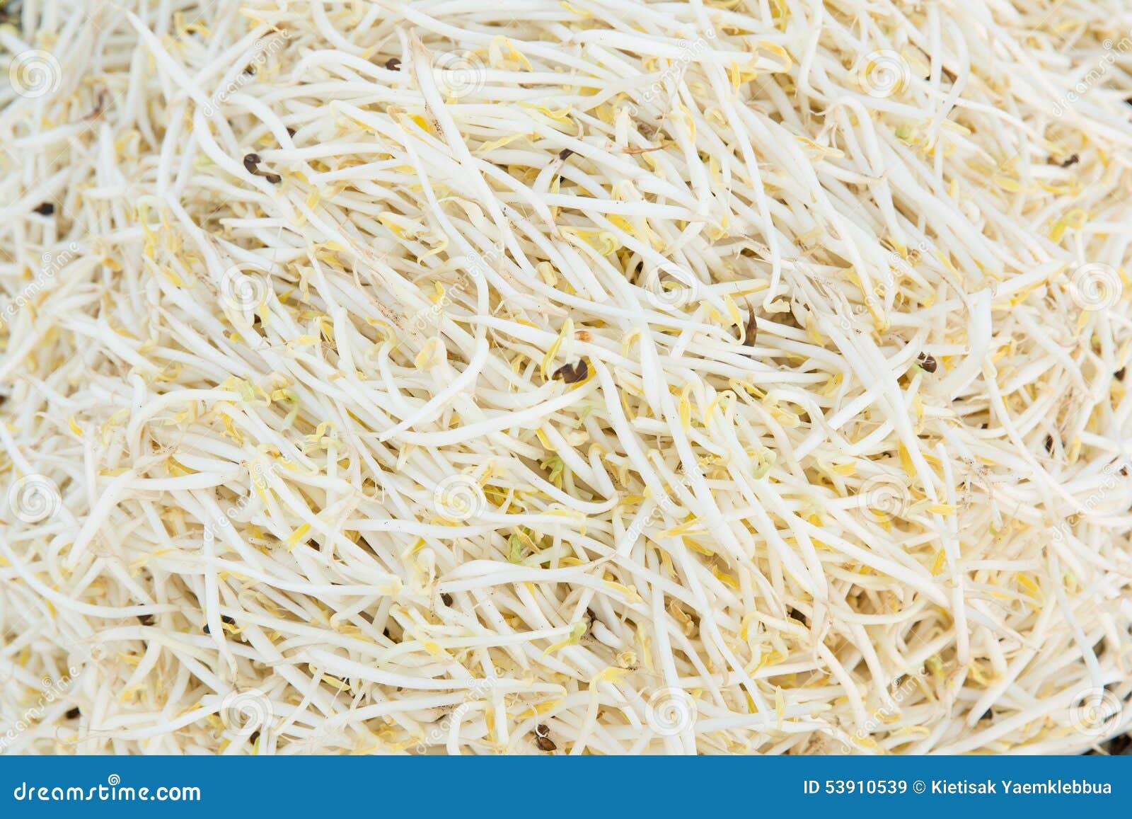 Bean Sprouts Texture stock image. Image of nature, texture - 53910539