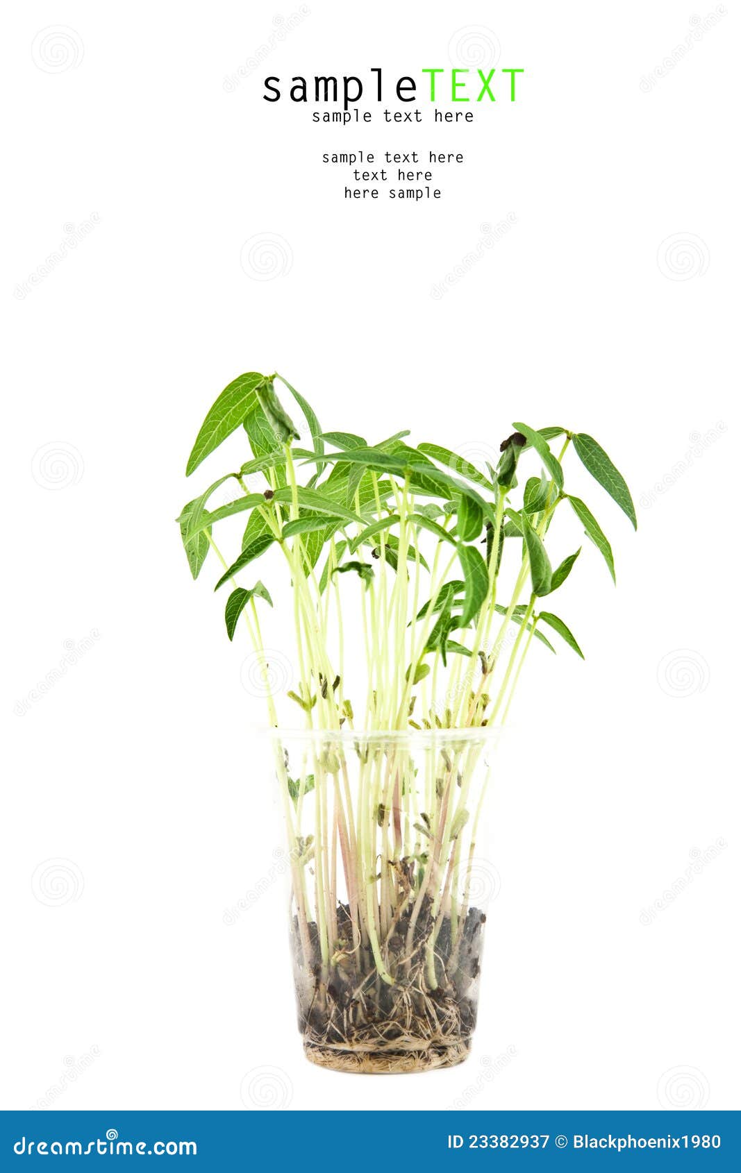 Bean sprouts tree stock image. Image of natural, concepts - 23382937