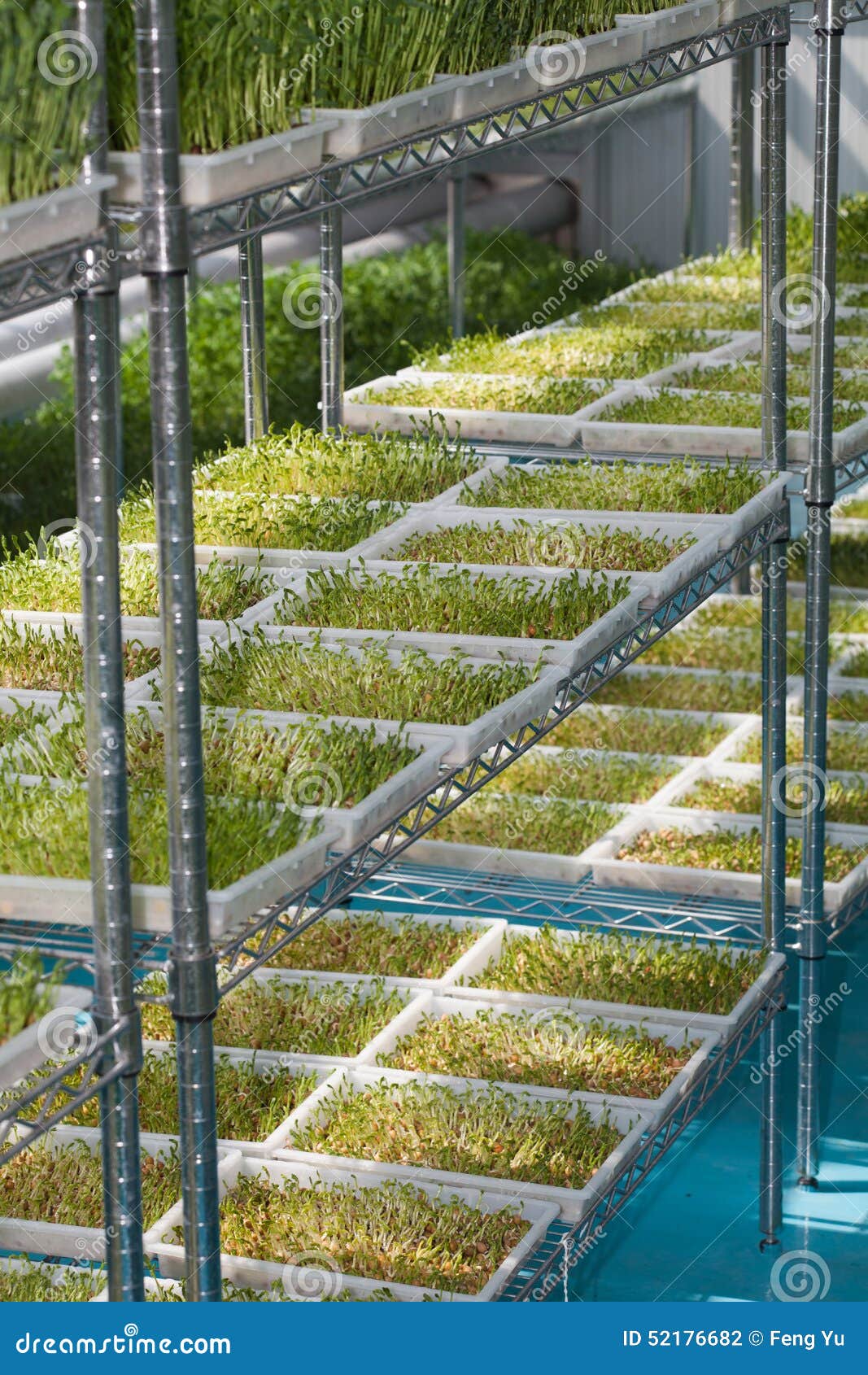 Bean sprouts stock photo. Image of greenhouse, nature - 52176682