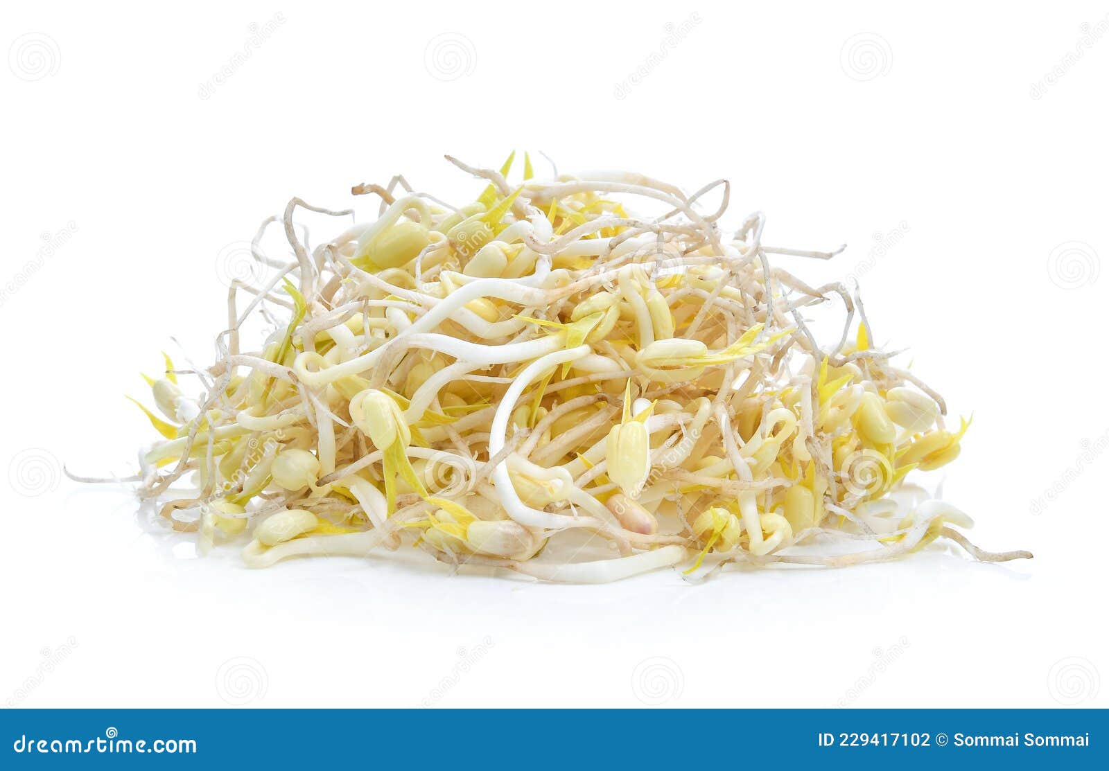 Bean Sprouts on White stock photo. Image of background - 229417102