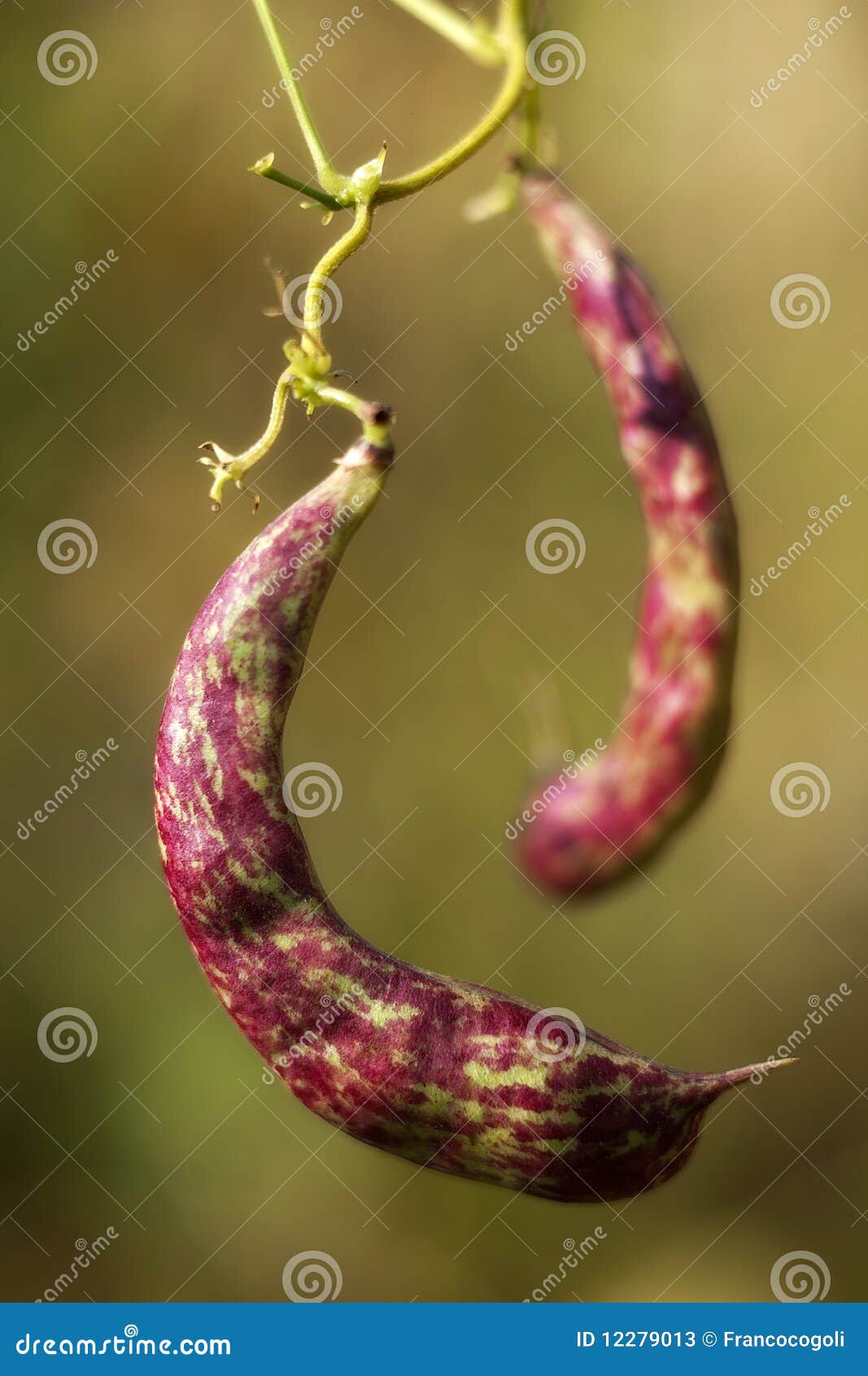 Bean stalk stock image. Image of food, healty, cultivated - 12279013