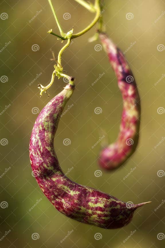 Bean stalk stock image. Image of food, healty, cultivated - 12279013